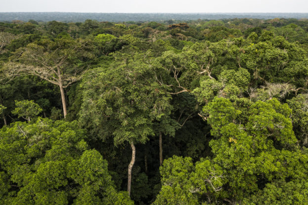 Yangambi: Planting the roots of vegetation classification in Africa ...